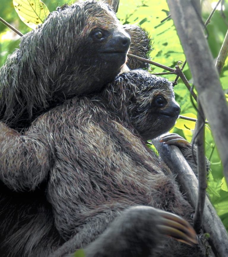 bogarin trail guides tour sloth birdwatching tour la fortuna